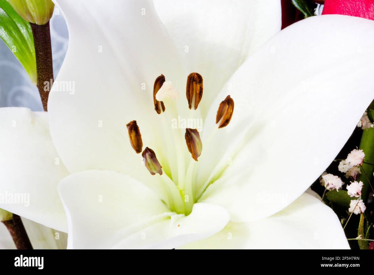 Flowers in a bouquet, photographed up close, pestle and pestle in focus ...