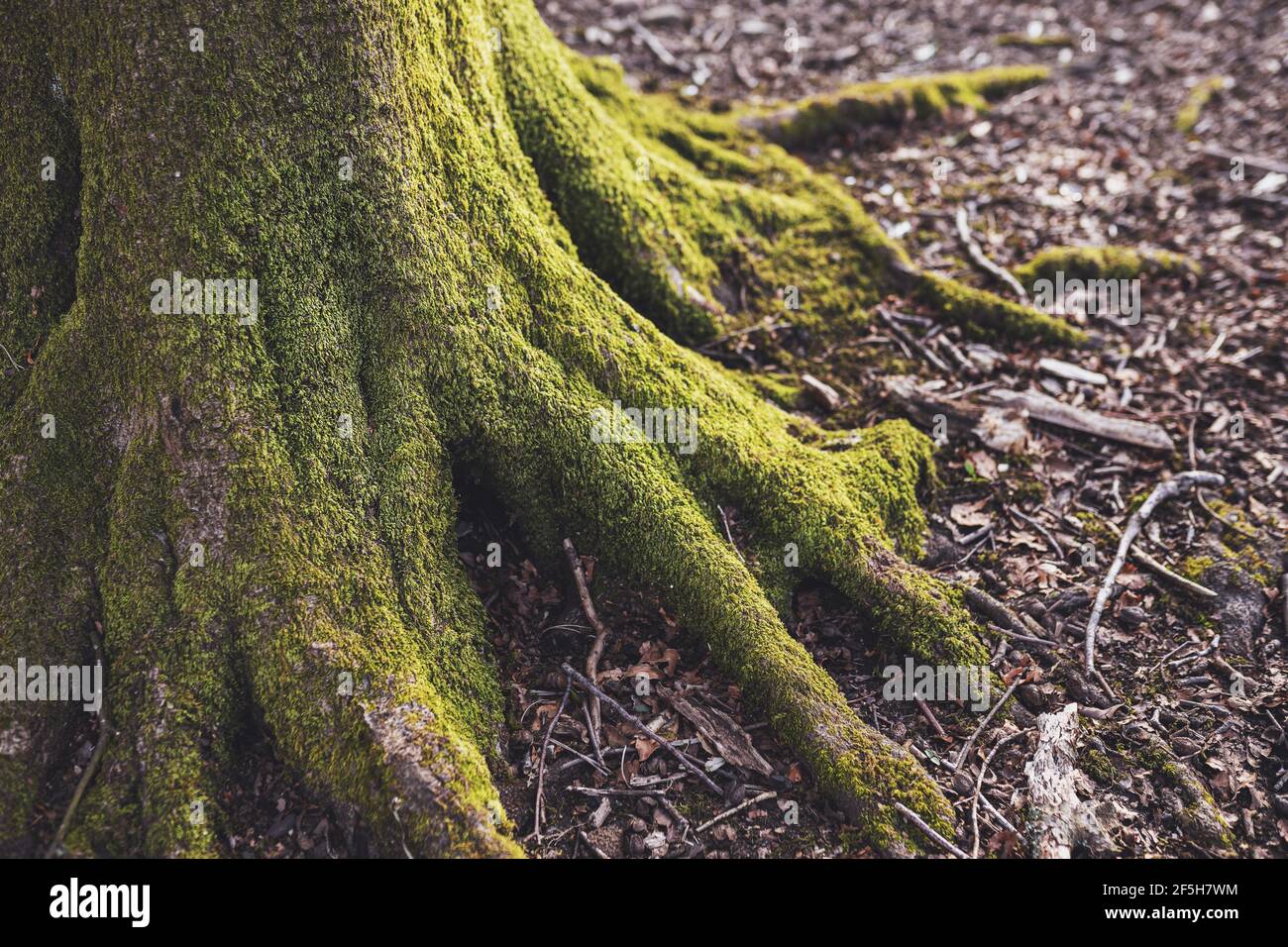 Roots of a tree covered with green moss, nature background Stock Photo ...