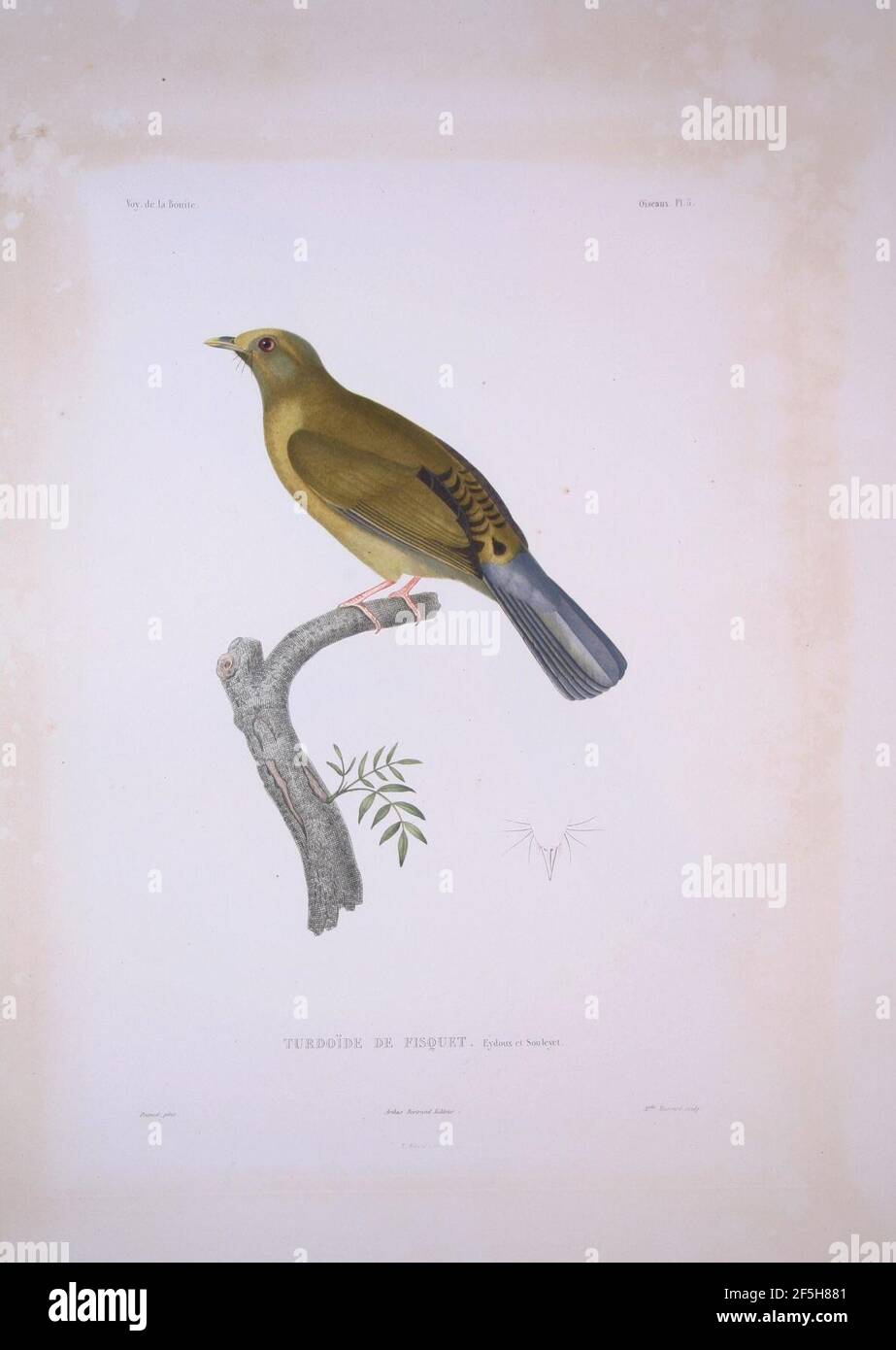 Pycnonotus priocephalus hi-res stock photography and images - Alamy