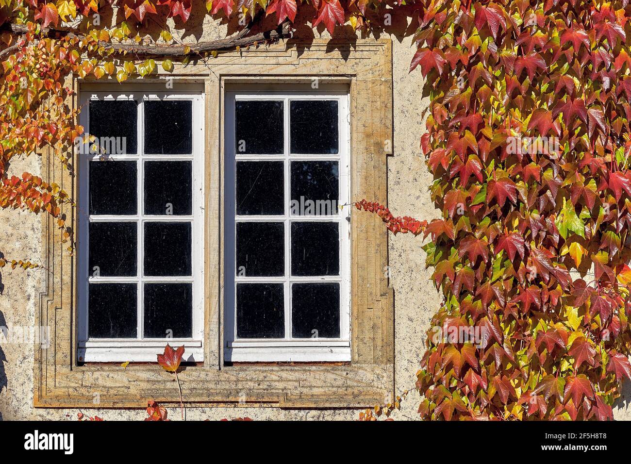 Old window with creeper. (Parthenocissus tricuspidata), Westerwinkel ...