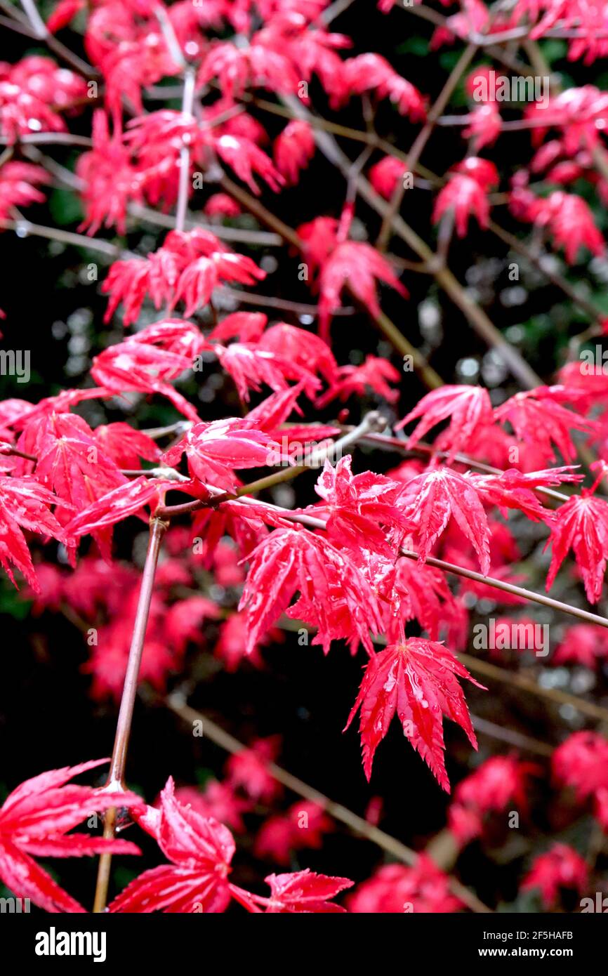Acer palmatum ‘Beni-maiko’ Japanese maple Beni-maiko – small brilliant ...