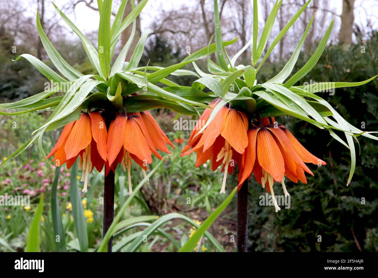 Fritillaria imperialis Orange Beauty Crown imperial Orange Beauty ...