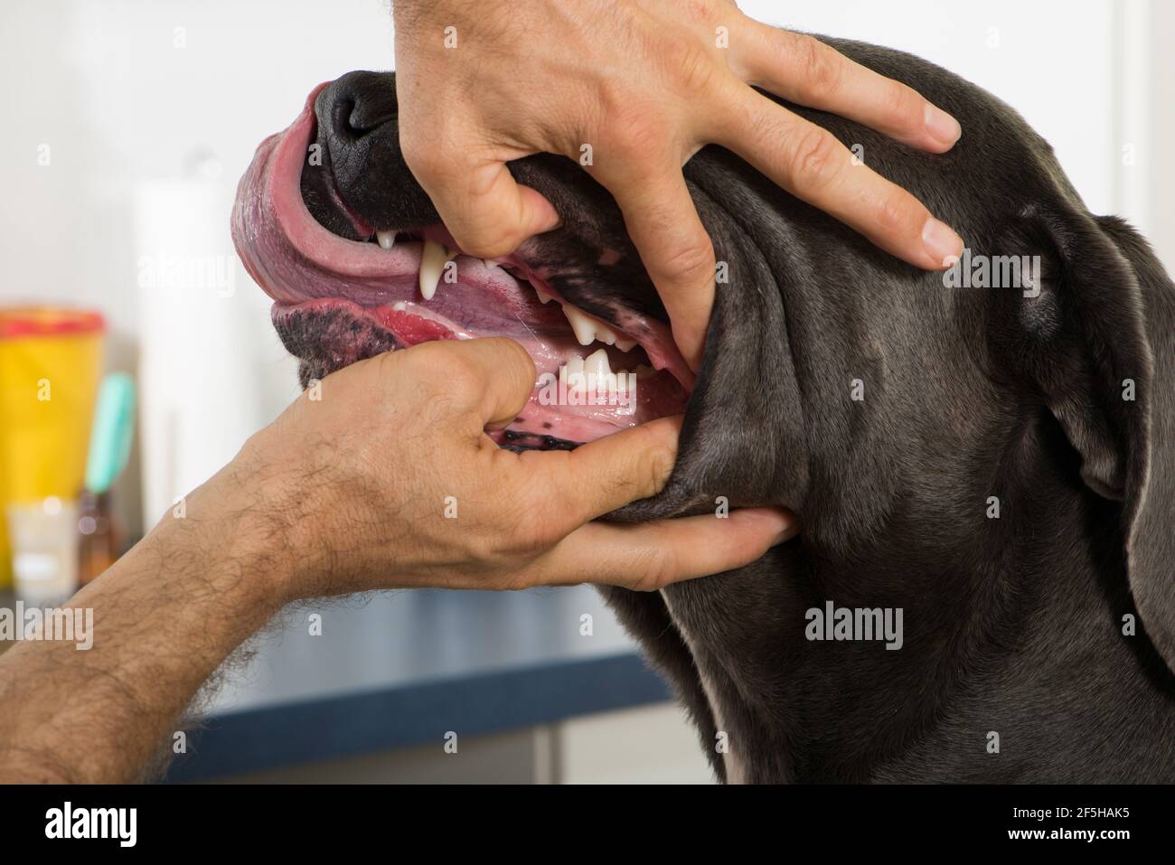 Dental inspection of a dog at the vet Stock Photo - Alamy