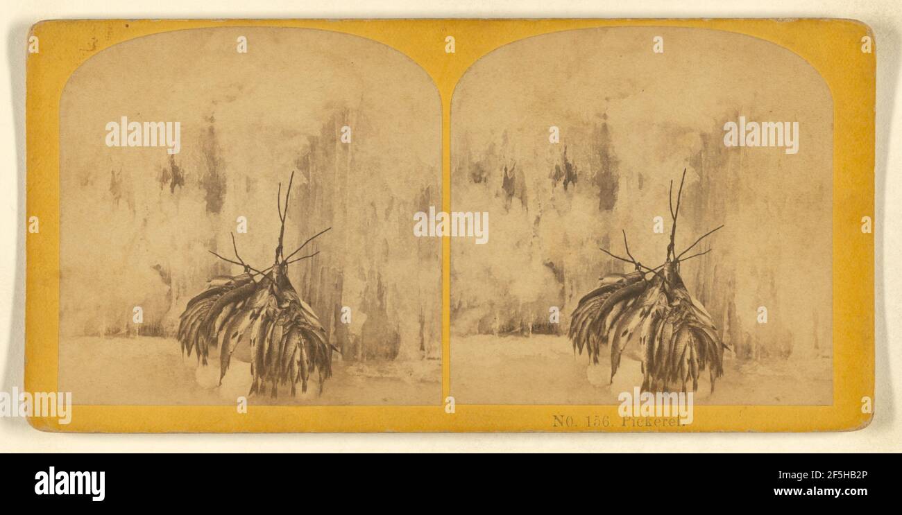 Pickerel.. Benjamin West Kilburn (American, 1827 - 1909 Stock Photo - Alamy