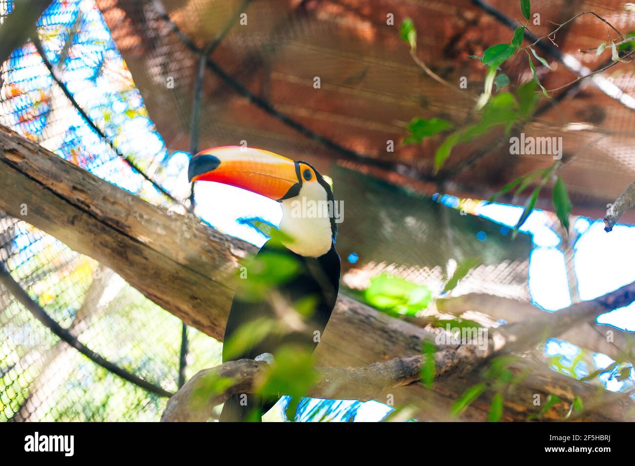 Chestnut-billed Toucan in the Rainforest in Zoo in Thailand Stock Photo ...