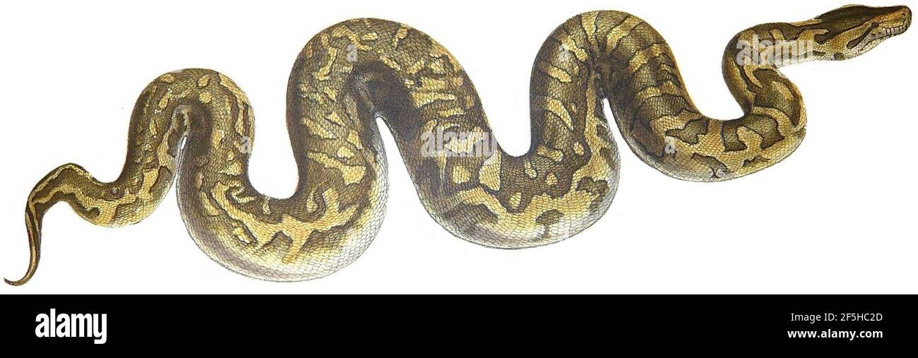 Python natalensis Smith 1840 white background Stock Photo - Alamy