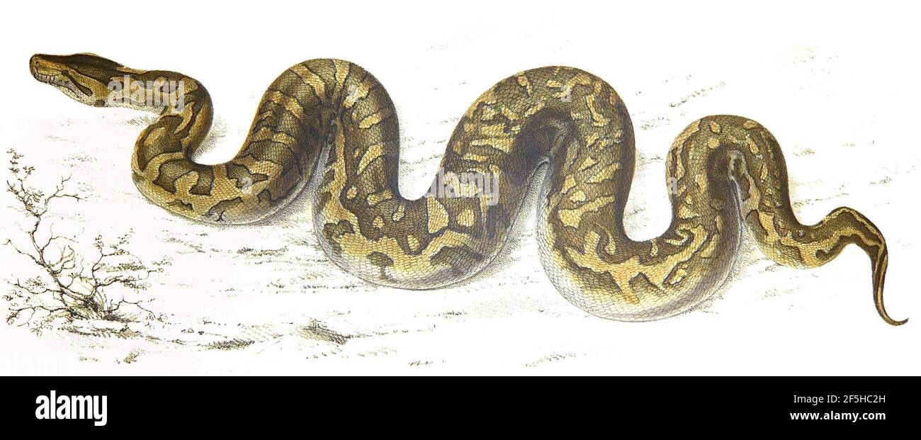 Python natalensis hi-res stock photography and images - Alamy