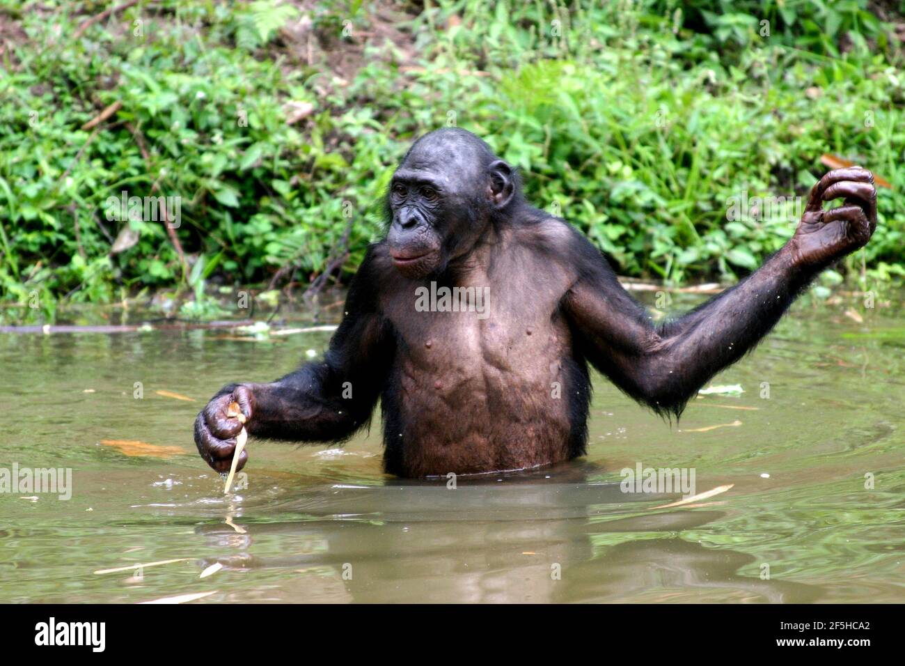Portrait of a male bonobo standing in a river at the lola ya bonobo ...