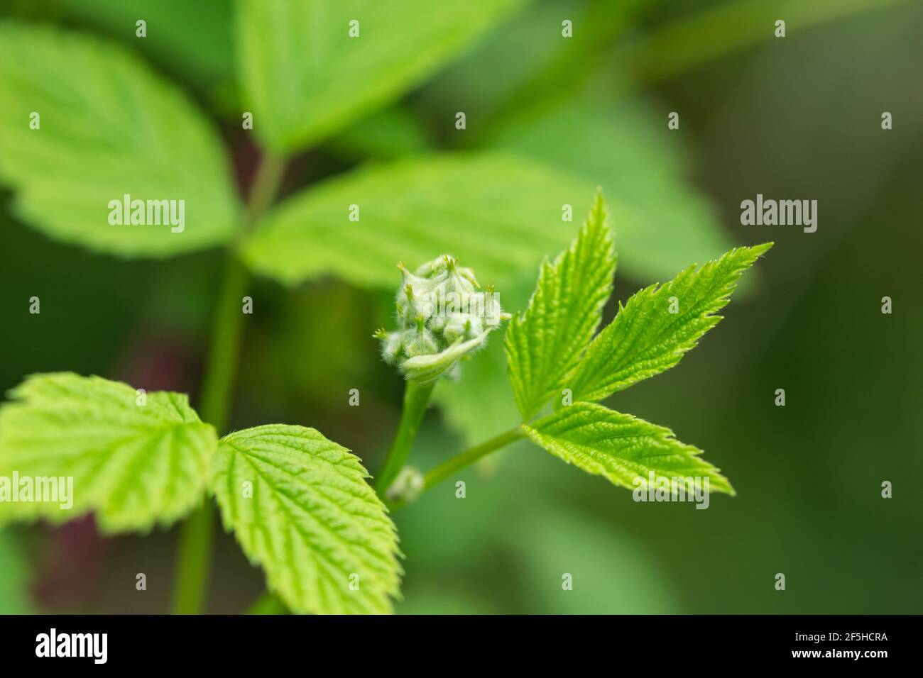 Black Raspberry Flower Buds in Springtime Stock Photo - Alamy