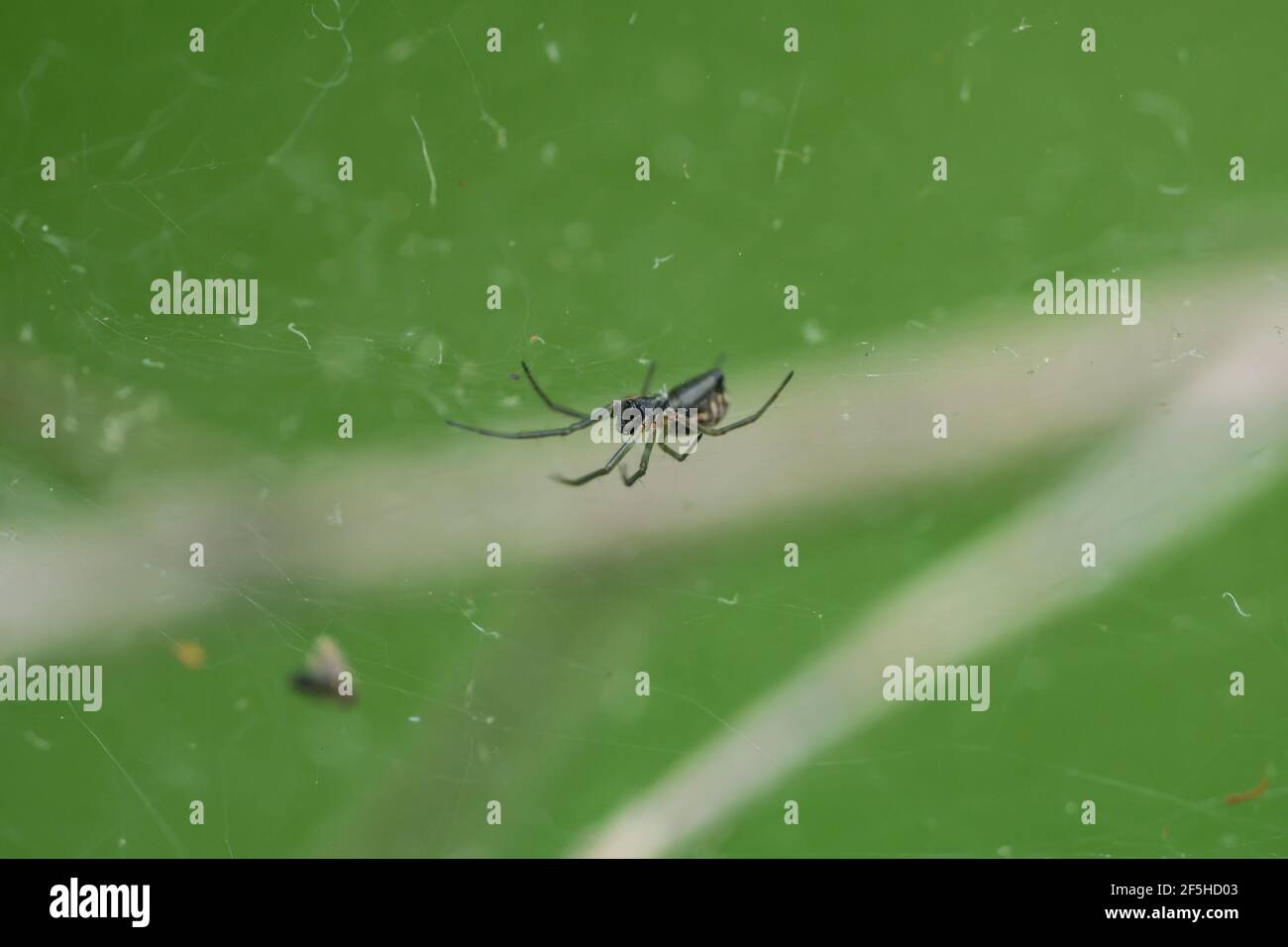 Bowl and Doily Spider in Web Stock Photo - Alamy