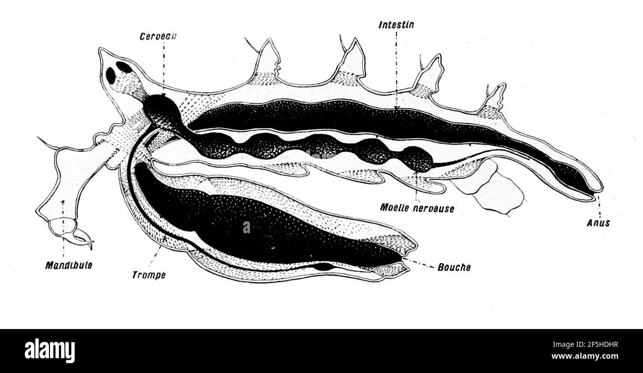 Pycnogonida hi-res stock photography and images - Alamy