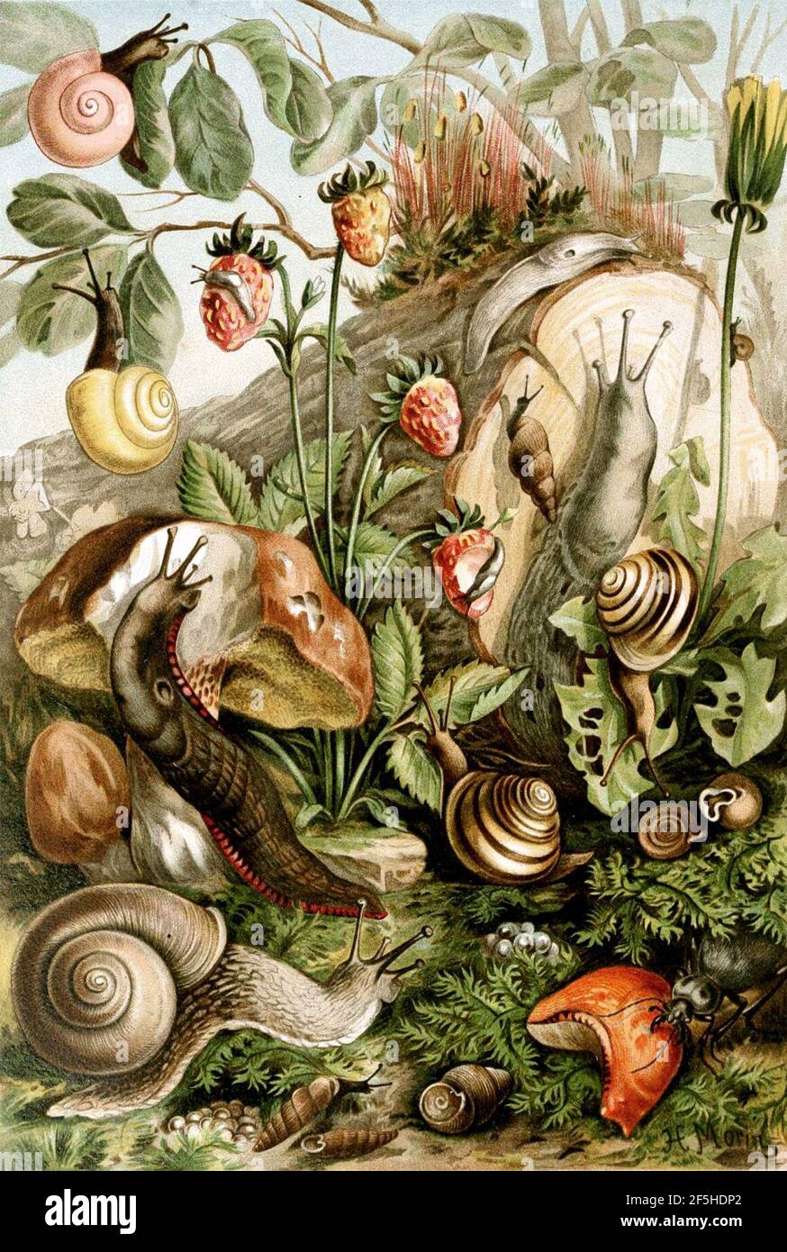 Pulmonata hi-res stock photography and images - Alamy