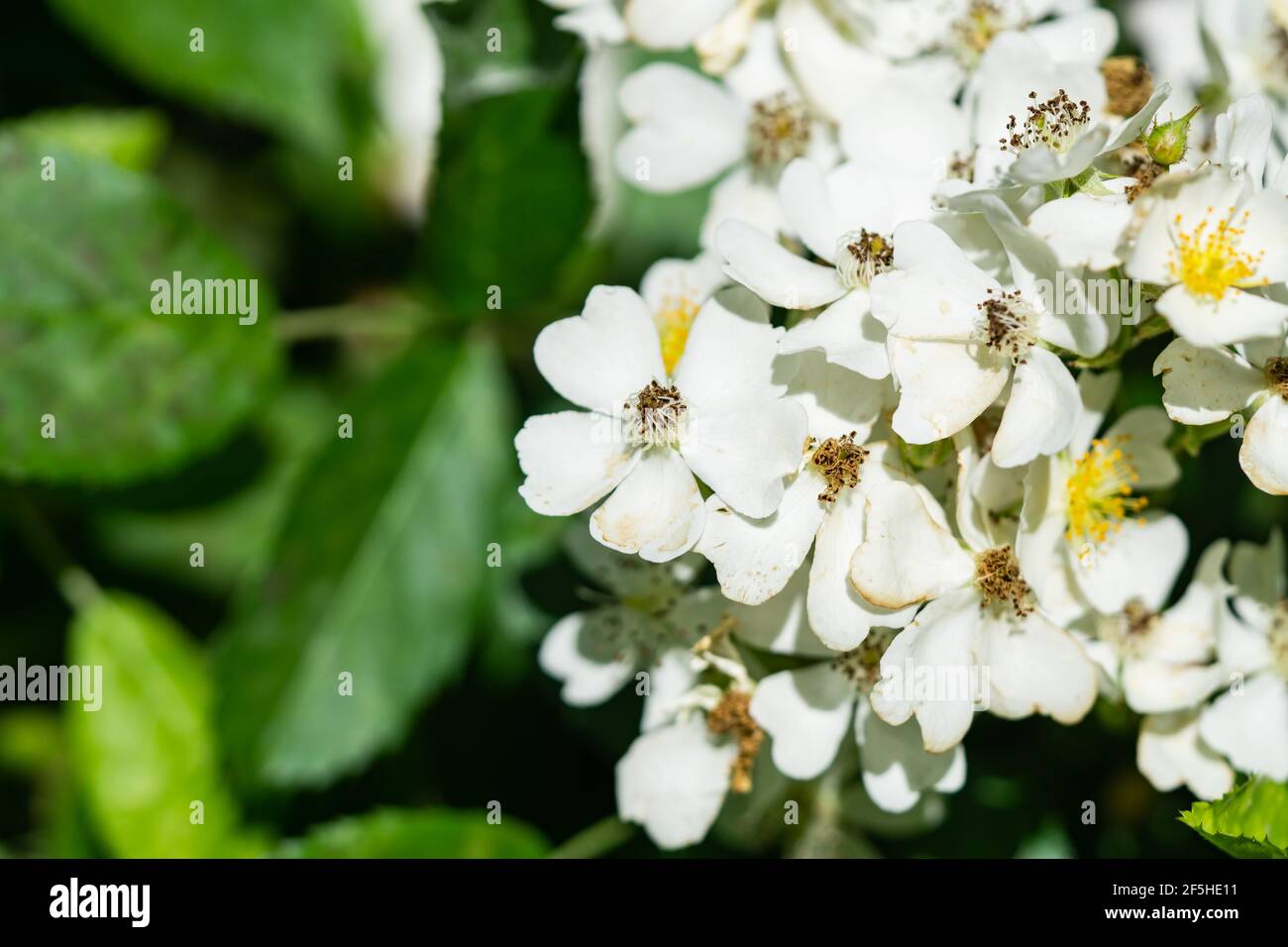 Rosa Multiflora Flower High Resolution Stock Photography and Images - Alamy