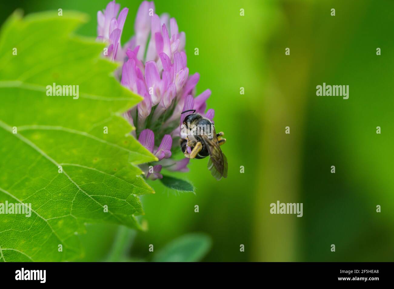 Red Clover Bee High Resolution Stock Photography and Images - Alamy