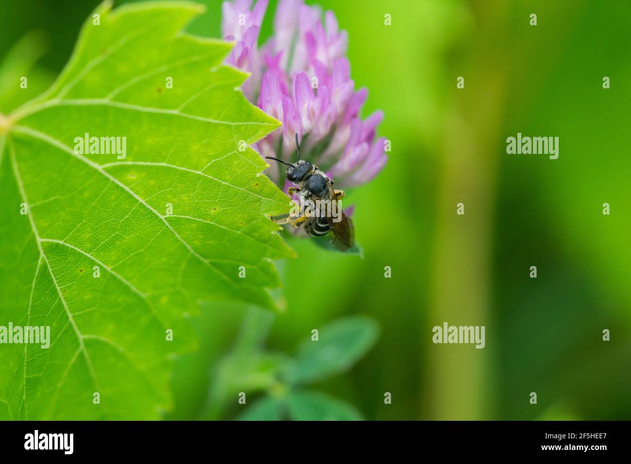 Red Clover Bee High Resolution Stock Photography and Images - Alamy