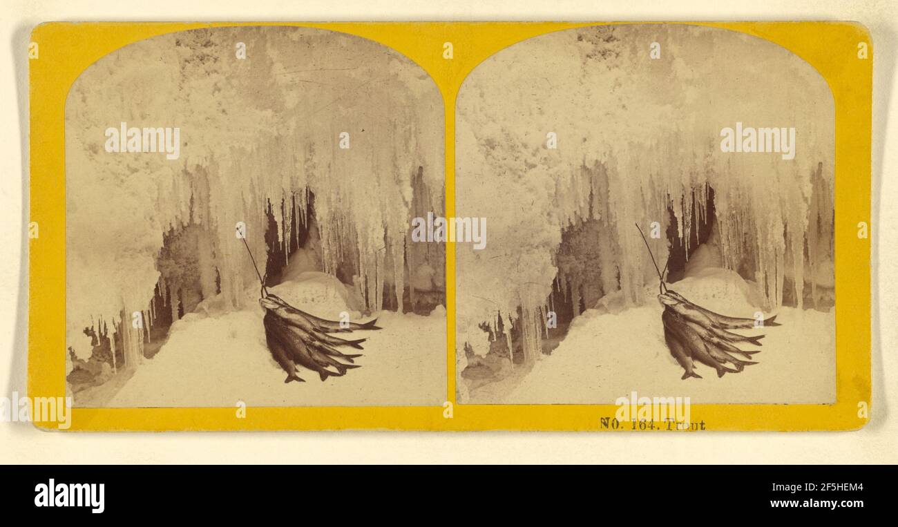 Trout. Benjamin West Kilburn (American, 1827 - 1909 Stock Photo - Alamy