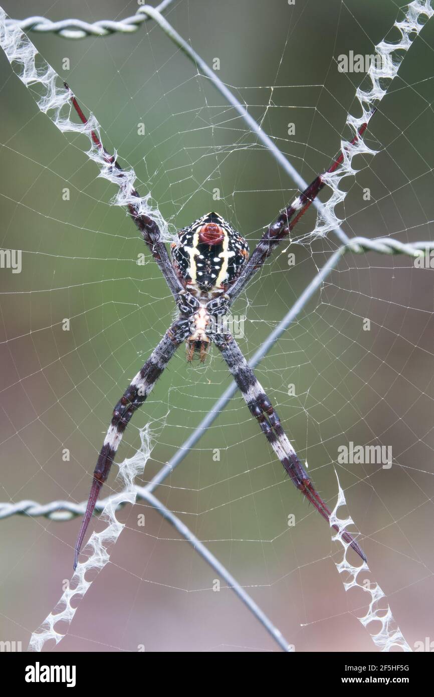 Underside of St Andrew's Cross Spider (Argiope aetherea), photographed ...