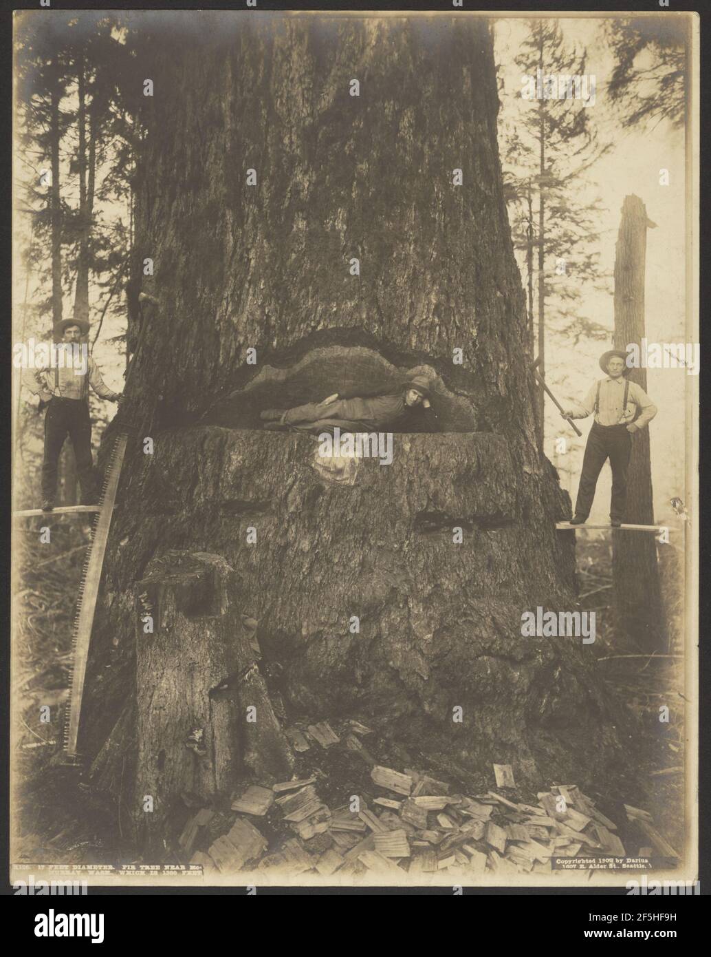17 Feet Diameter Fir Tree near McMurray, Wash.. Darius Kinsey (American ...