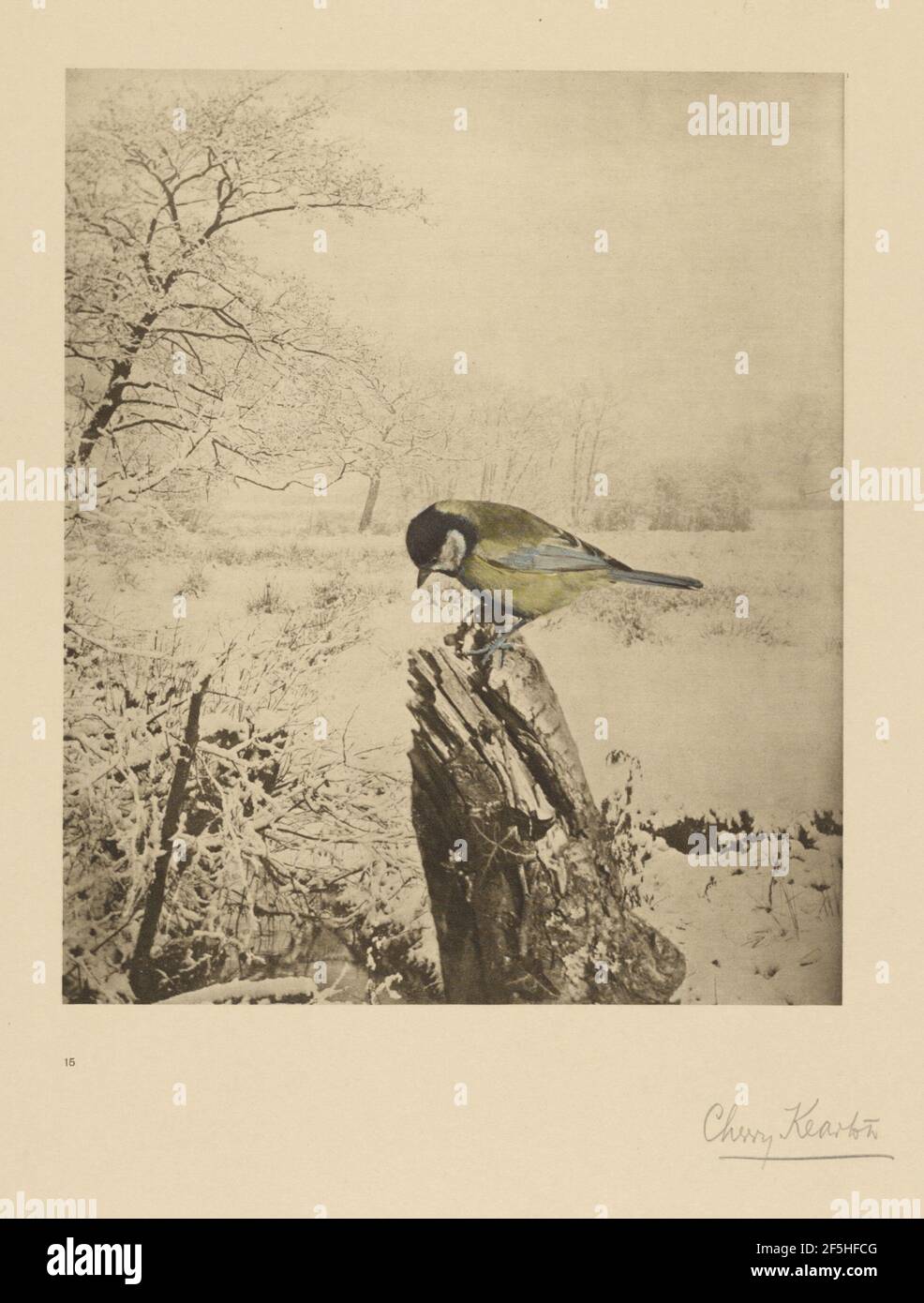 Great Tit, or Oxeye. Cherry Kearton (British, 1871/1873 - 1940 Stock ...