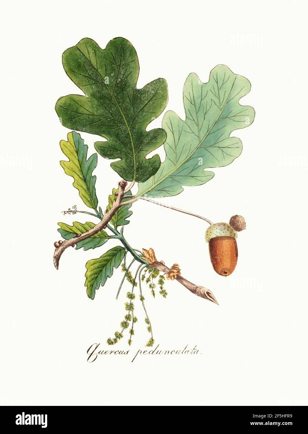 Quercus robur - Flora medica, oder, Abbildung der wichtigsten ...