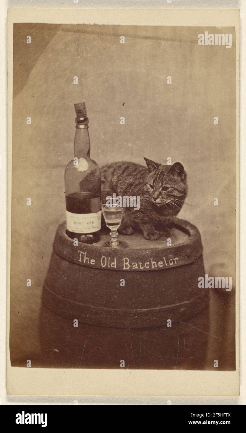 The Old Batchelor. Henry Pointer (British, 1822 - 1889 Stock Photo - Alamy