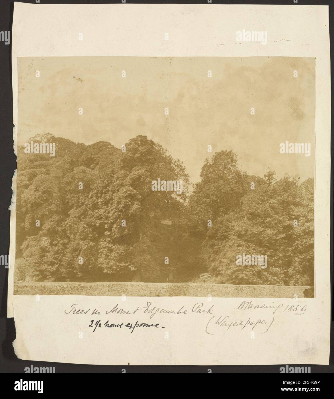 Trees in Mount Edgecombe Park. Benjamin Browning (British, active ...
