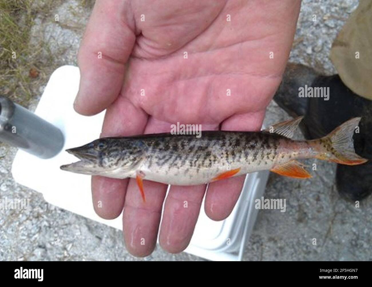 Redfin pickerel hi-res stock photography and images - Alamy