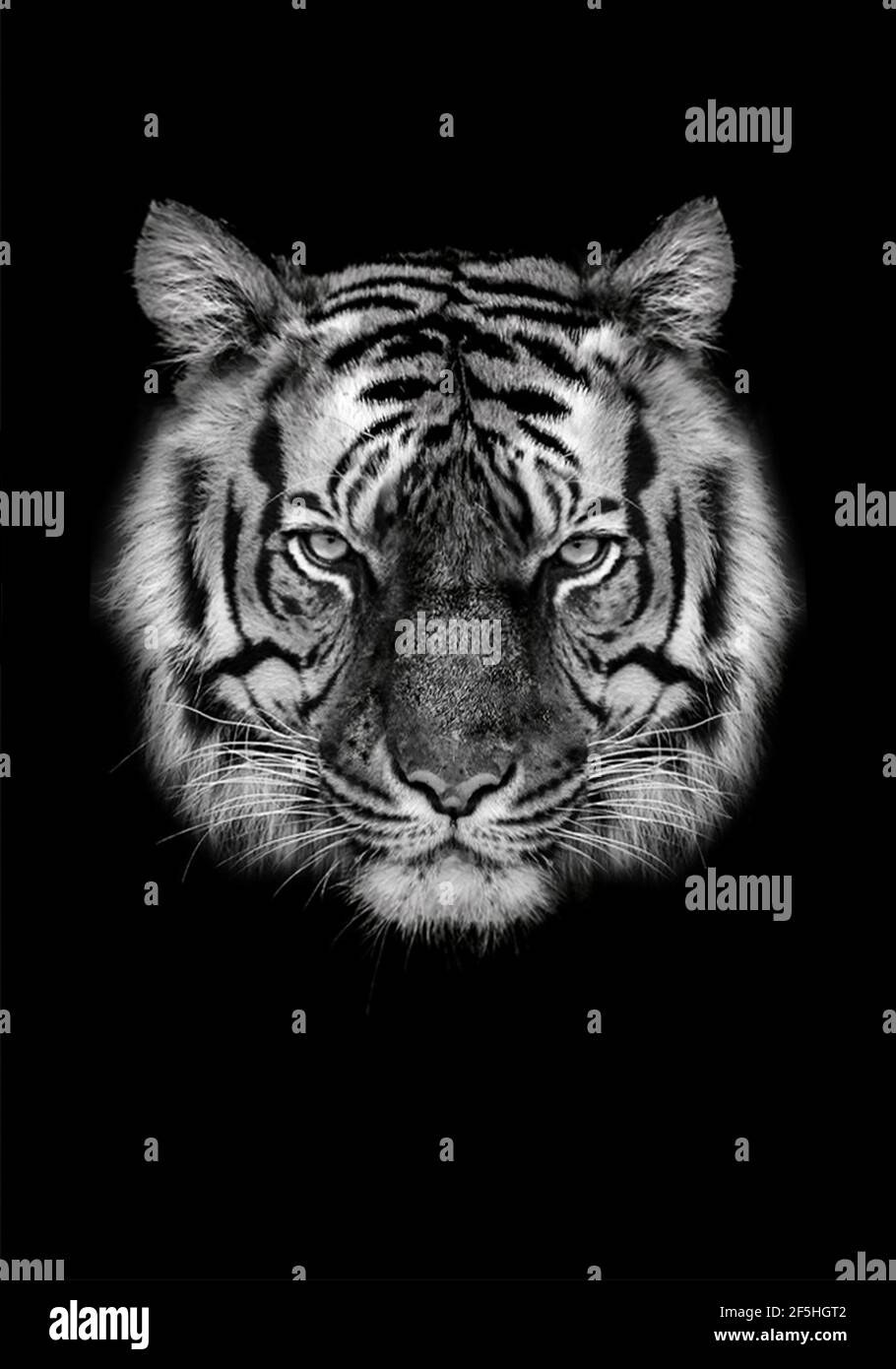 Tiger face profile , animal abstract Stock Photo - Alamy