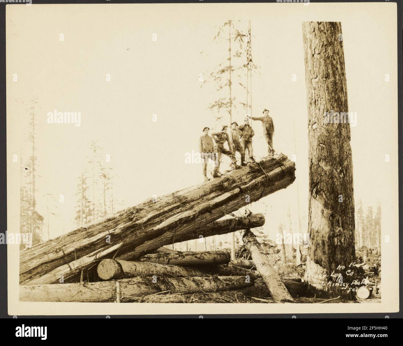 Logging/ Timber Scene. Darius Kinsey (American, 1869 - 1945 Stock Photo ...