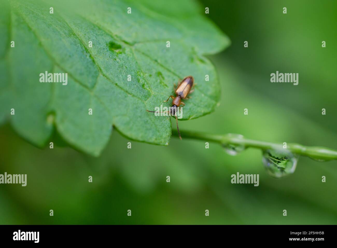 Flat bark beetle hi-res stock photography and images - Alamy