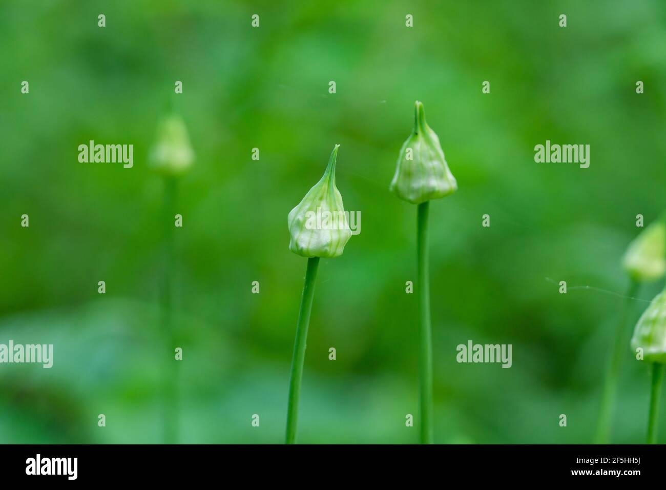 Bud umbel hi-res stock photography and images - Alamy