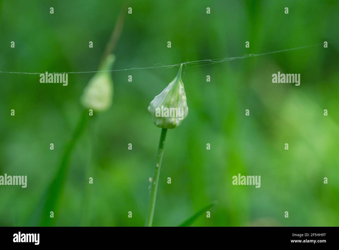 Bud umbel hi-res stock photography and images - Alamy