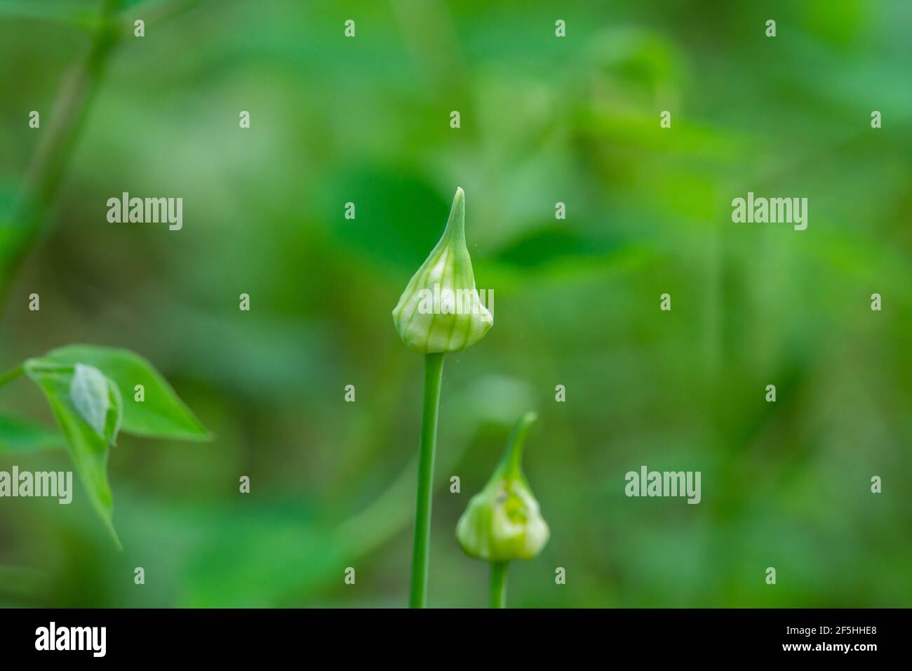 Bud umbel hi-res stock photography and images - Alamy