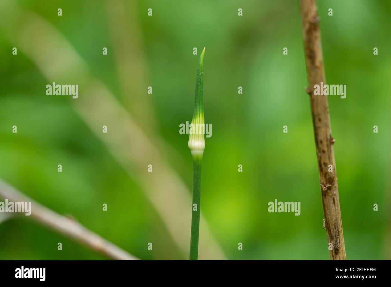 Wild Garlic Umbel in Springtime Stock Photo - Alamy
