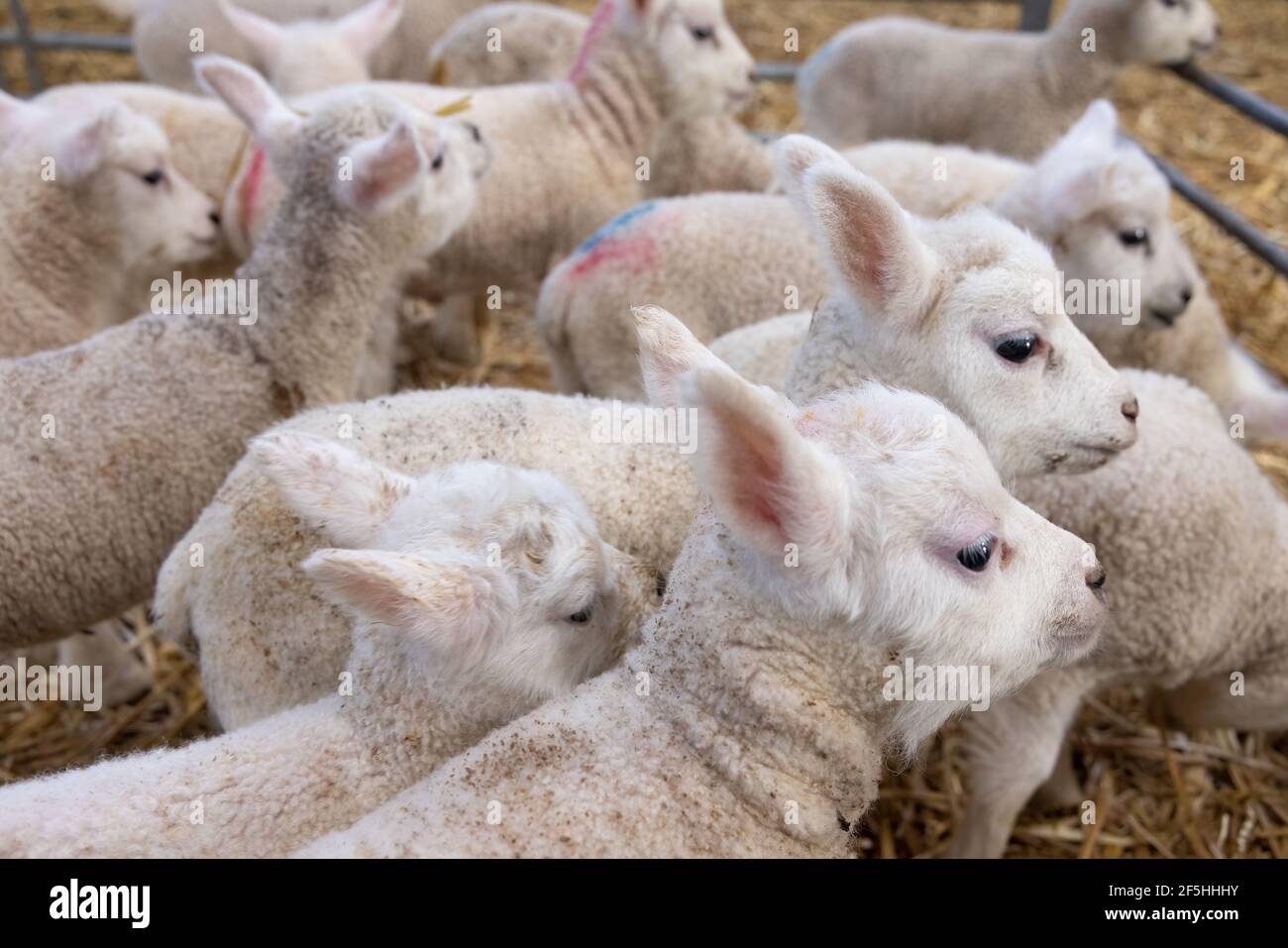 Flock of newborn little lambs in Dutch barn Stock Photo - Alamy