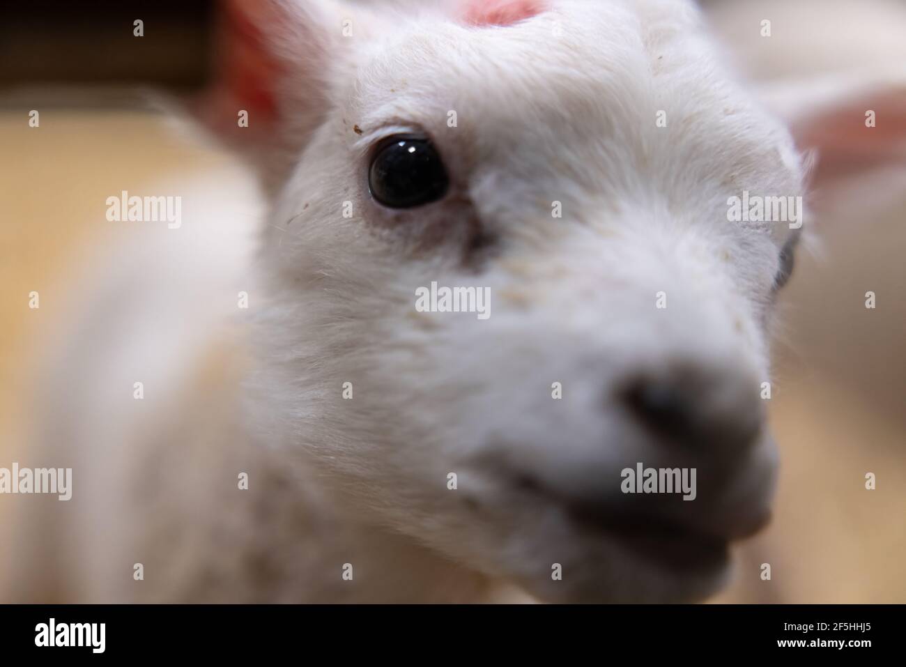 Closeup head of newborn lamb with focus at the eye Stock Photo - Alamy