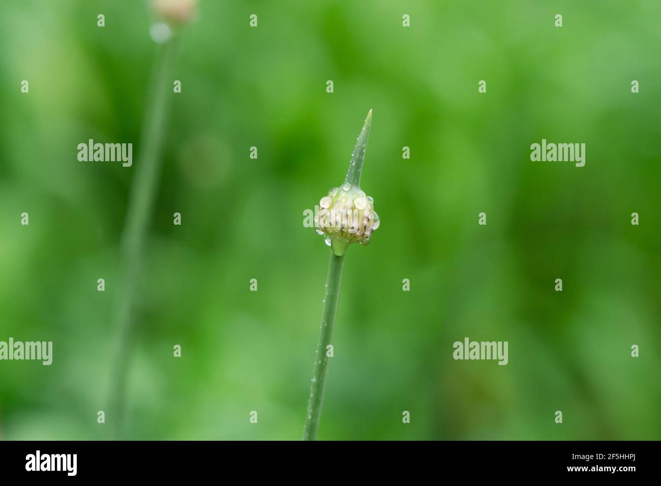 Wild Garlic Umbel in Springtime Stock Photo - Alamy