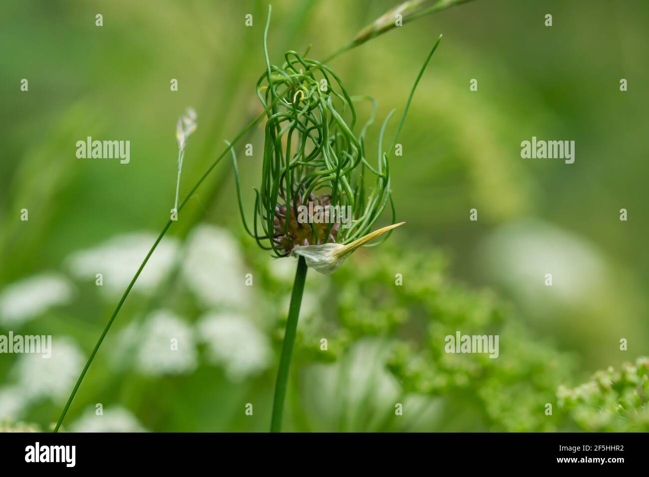 Bud umbel hi-res stock photography and images - Alamy