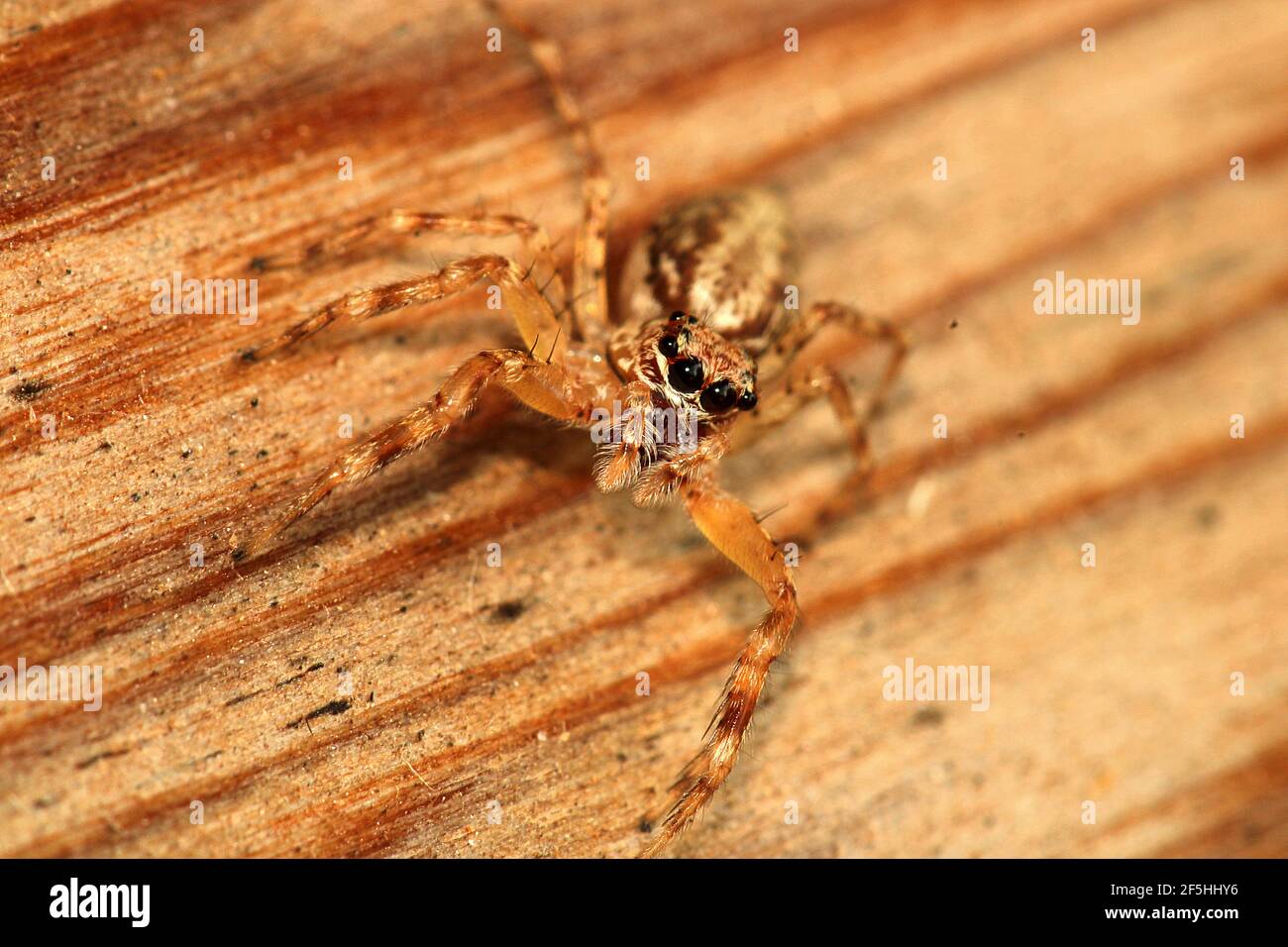 Jumping spider: bronze hopper (Helpis minitabunda Stock Photo - Alamy