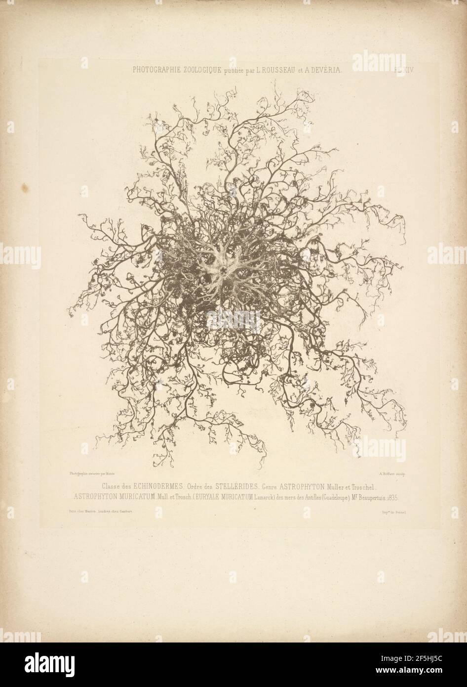 Astrophyton, an Echinoderm Stock Photo - Alamy