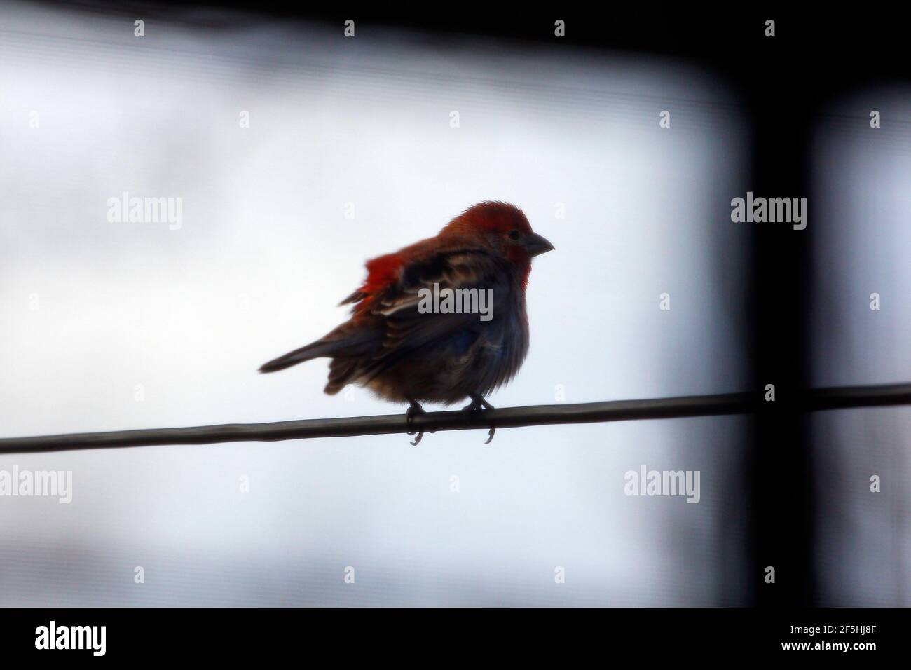 House Finch (Haemorhous mexicanus) Sitting on Cable Stock Photo - Alamy