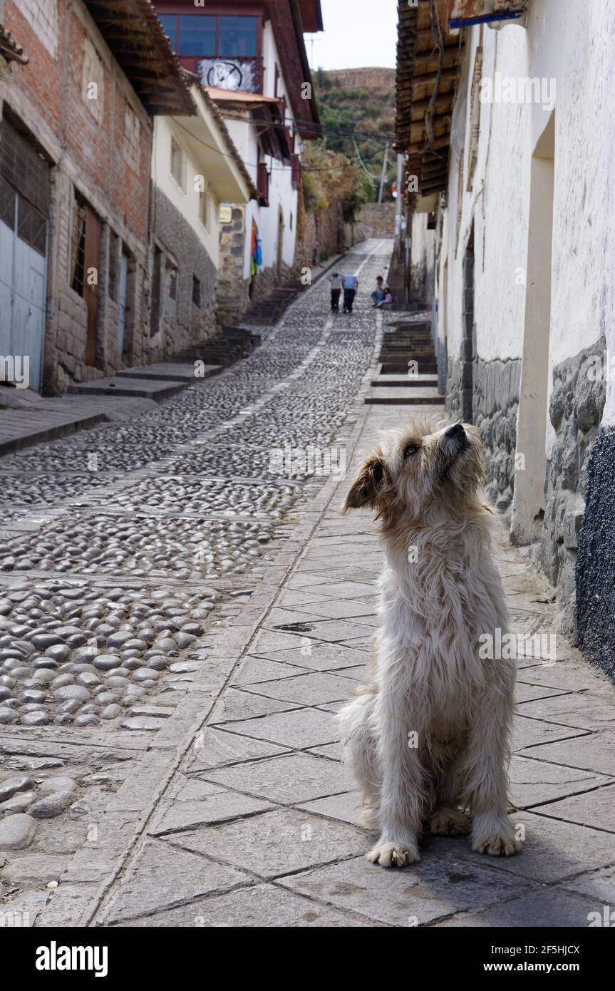 A dog in a back street in Cusco, Peru Stock Photo - Alamy