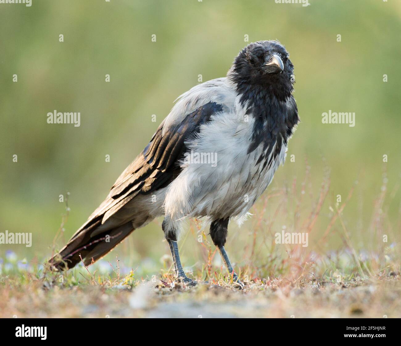 Danish fauna hi-res stock photography and images - Alamy