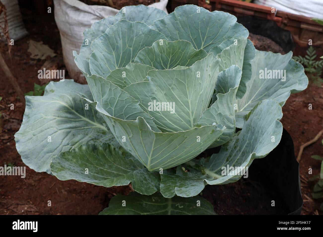 Side view of a cabbage in home garden Stock Photo - Alamy