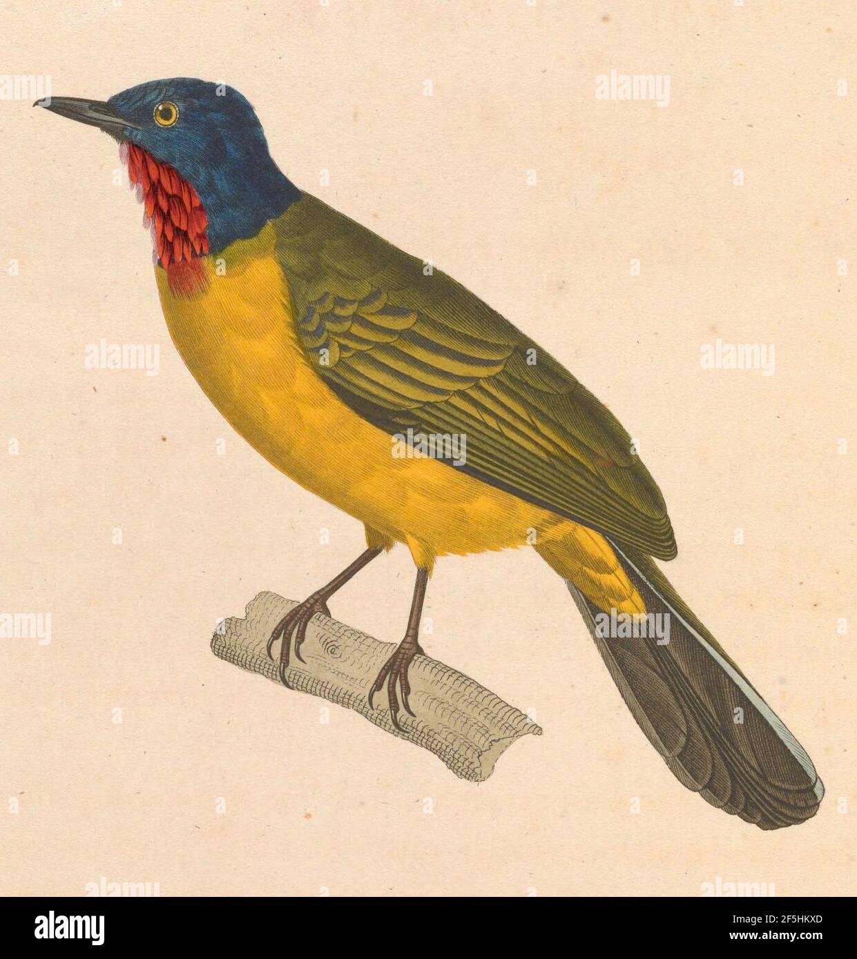 Pycnonotus dispar hi-res stock photography and images - Alamy