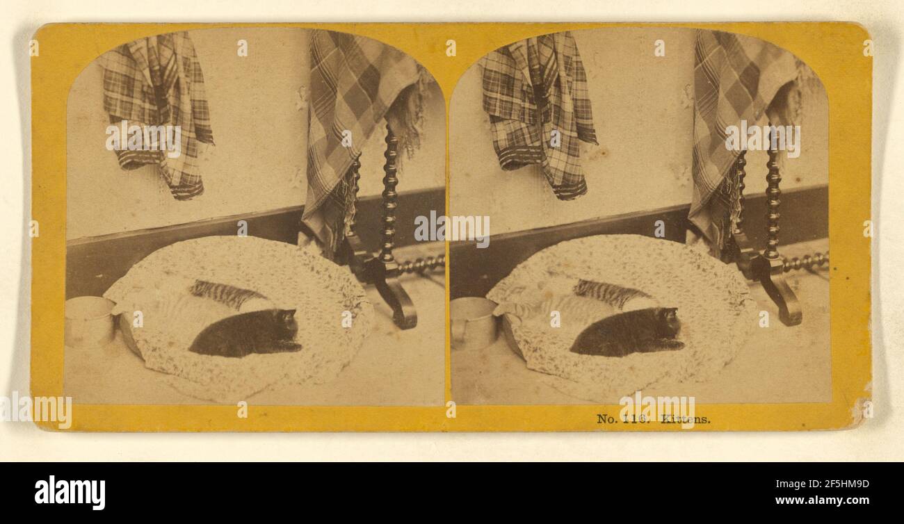 Kittens.. Benjamin West Kilburn (American, 1827 - 1909 Stock Photo - Alamy