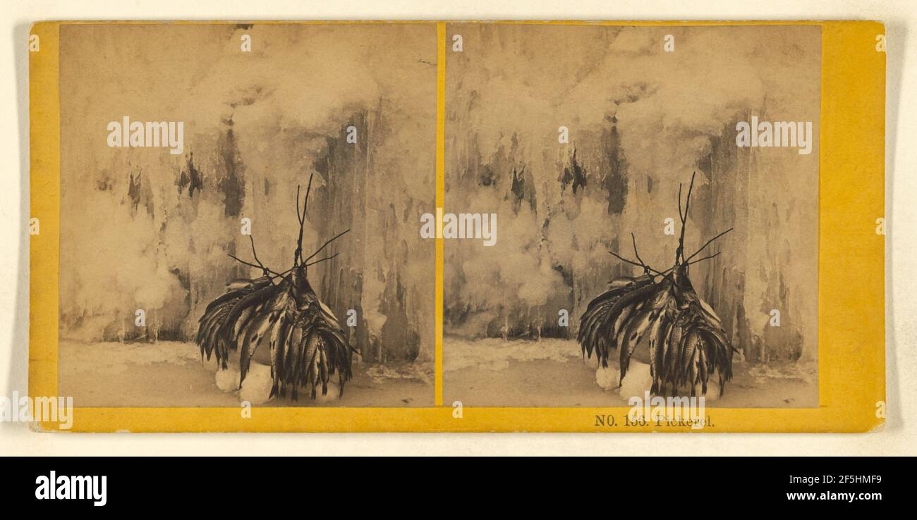 Pickerel.. Benjamin West Kilburn (American, 1827 - 1909 Stock Photo - Alamy