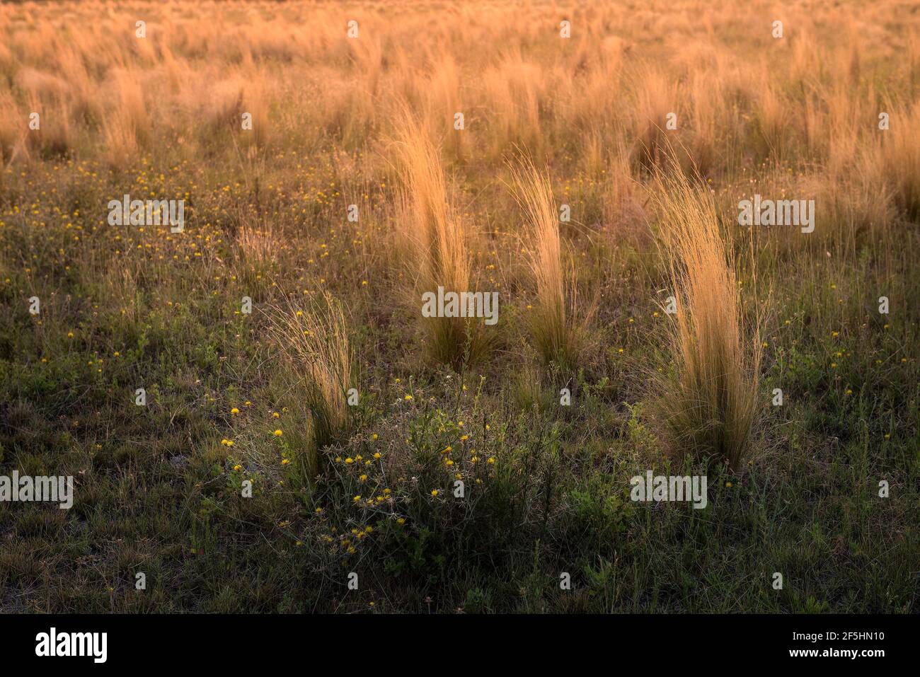 Pampas grassland landscape, La Pampa Province, Patagonia, Argentina ...