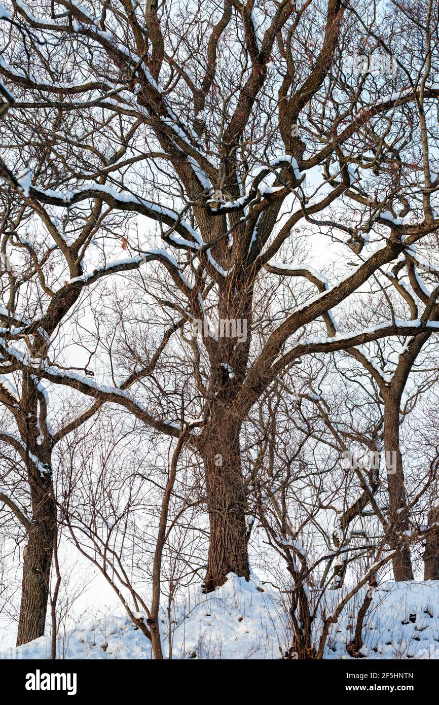 Large, beautiful, robust, and healthy oak-type leafless trees with ...
