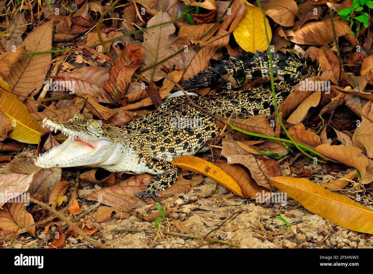 Salt Glands High Resolution Stock Photography and Images - Alamy